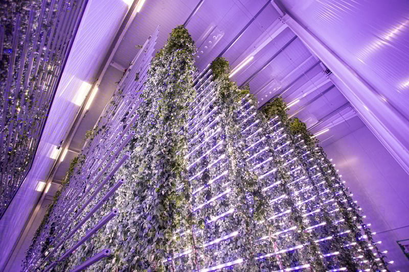 Extremwetter: Der Indoor-Anbau von Hopfen könnte das Bier retten