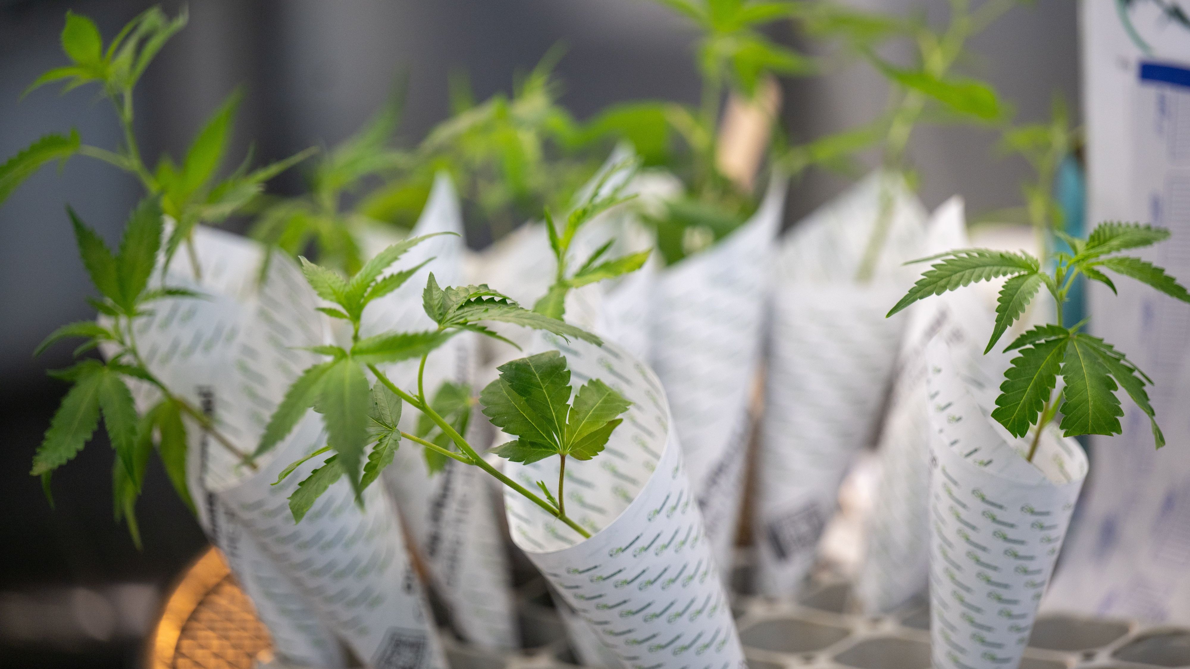 Legalisierung: Mehr als 280 Anträge für Cannabis-Anbauvereine