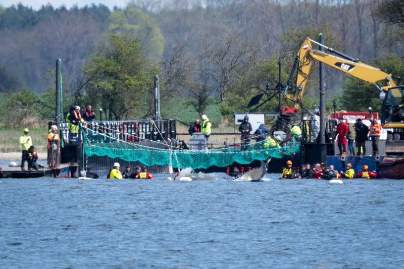 Stationen des Ostsee-Wals: Die teils überraschende Chronologie des ...