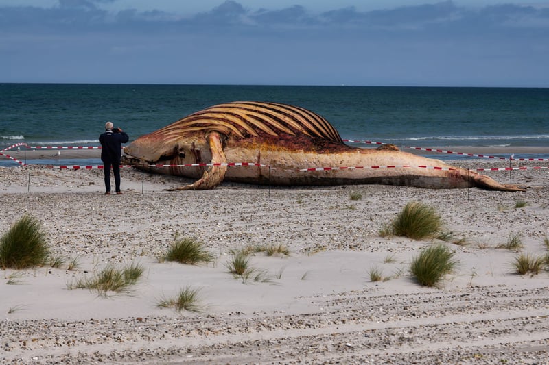 Kadaver vor dänischer Insel: Toter Buckelwal am Strand: Bald beginnt ...