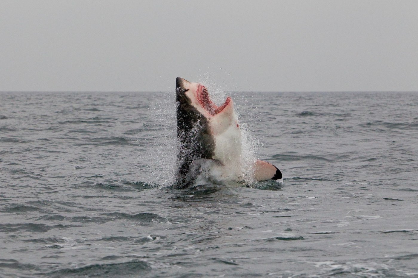 Schutz der Weltmeere: NGOs verlangen Ende der Öl- und Gasförderung im Meer