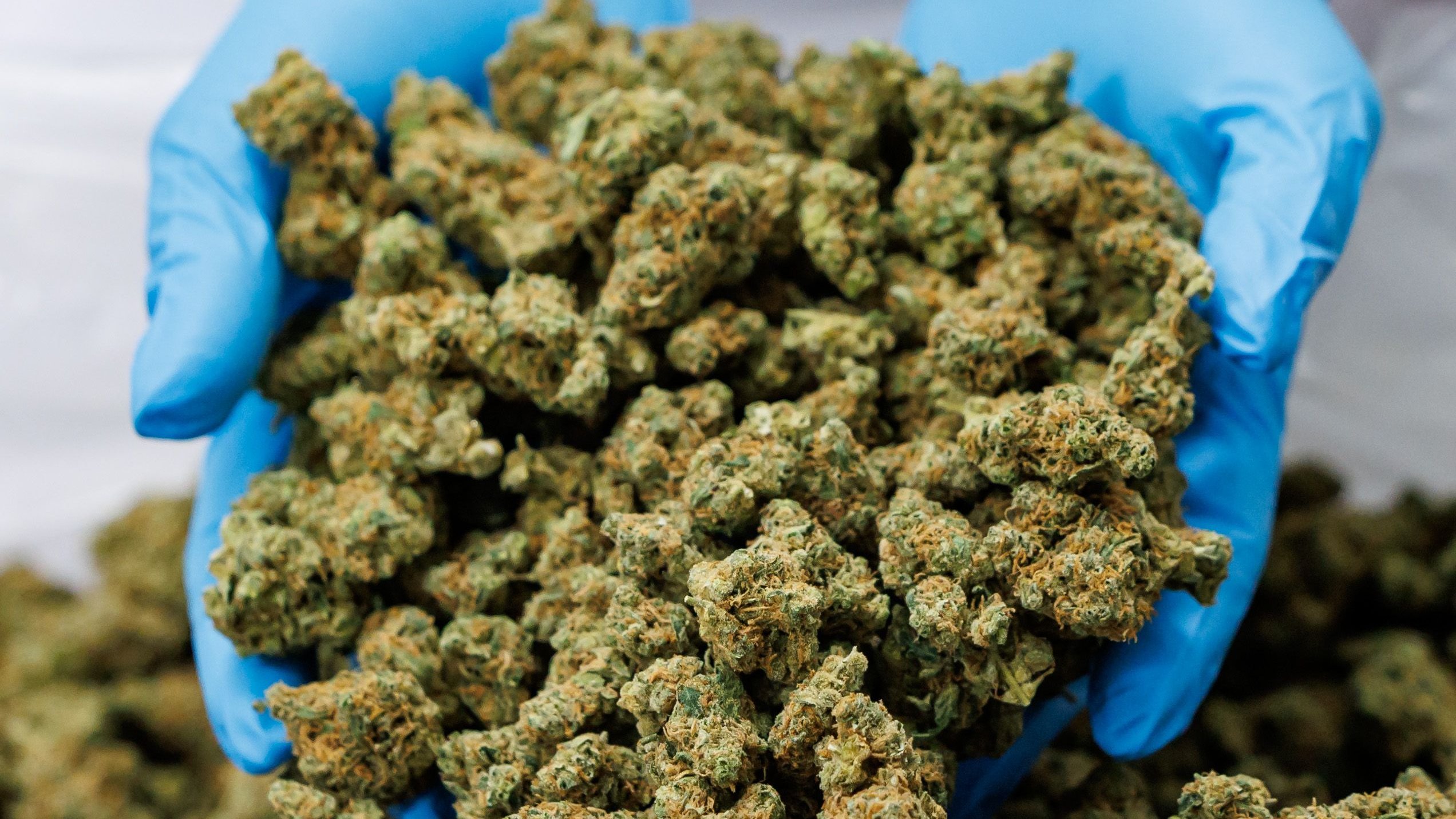 Legalisierung: Nachfrage nach medizinischem Cannabis boomt