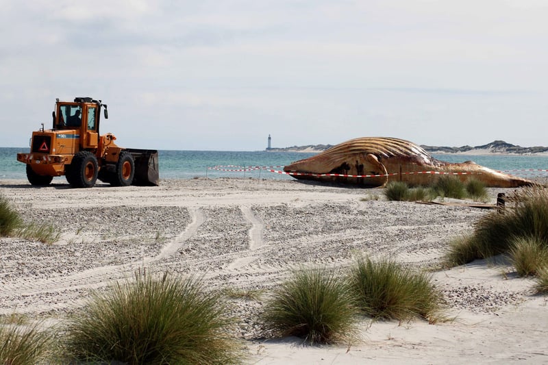 Buckelwal auf dänischer Insel: Metallplatten am Wal - Vorbereitung der ...
