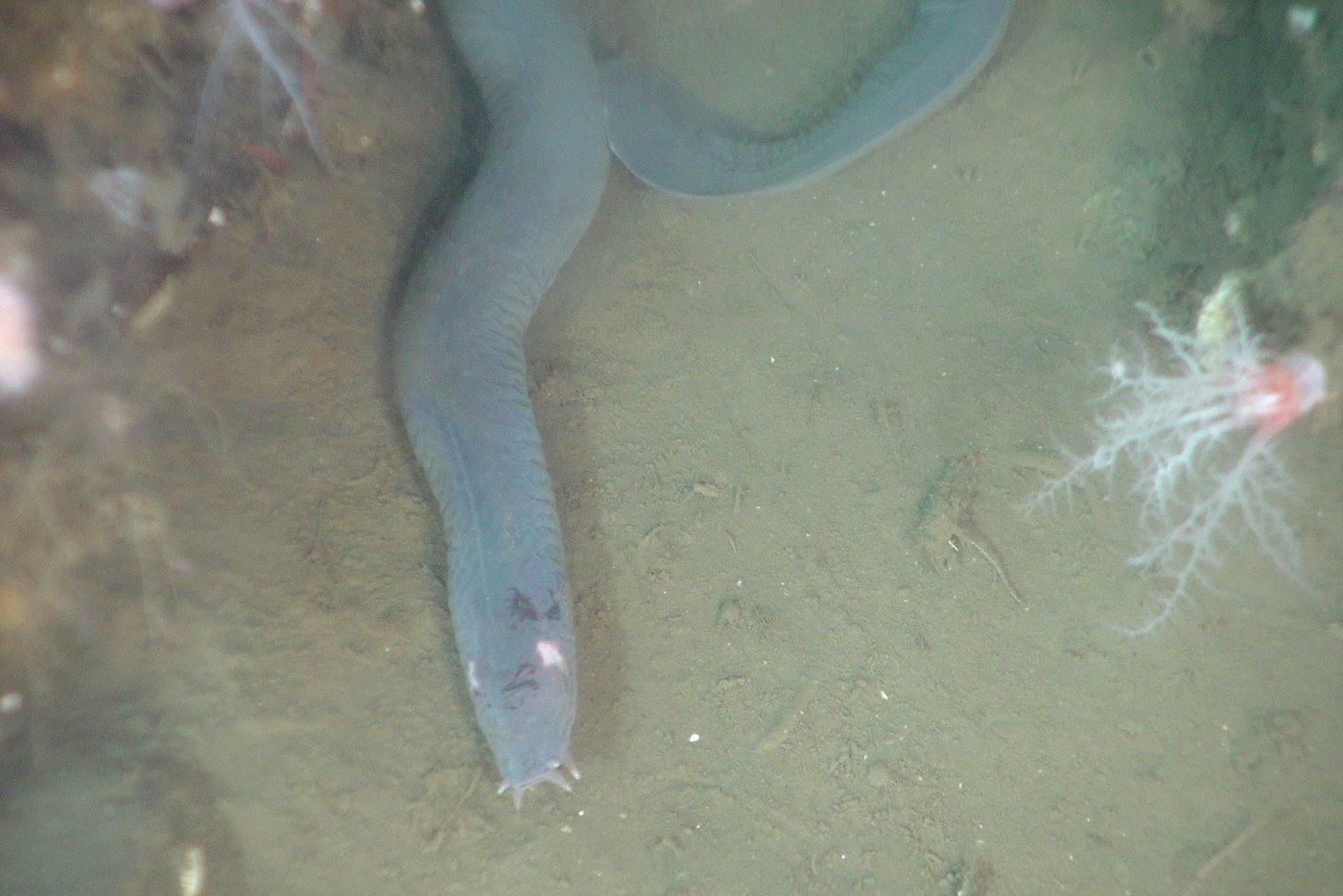 Schleimaal: Der Schleimer mit dem Knotentrick