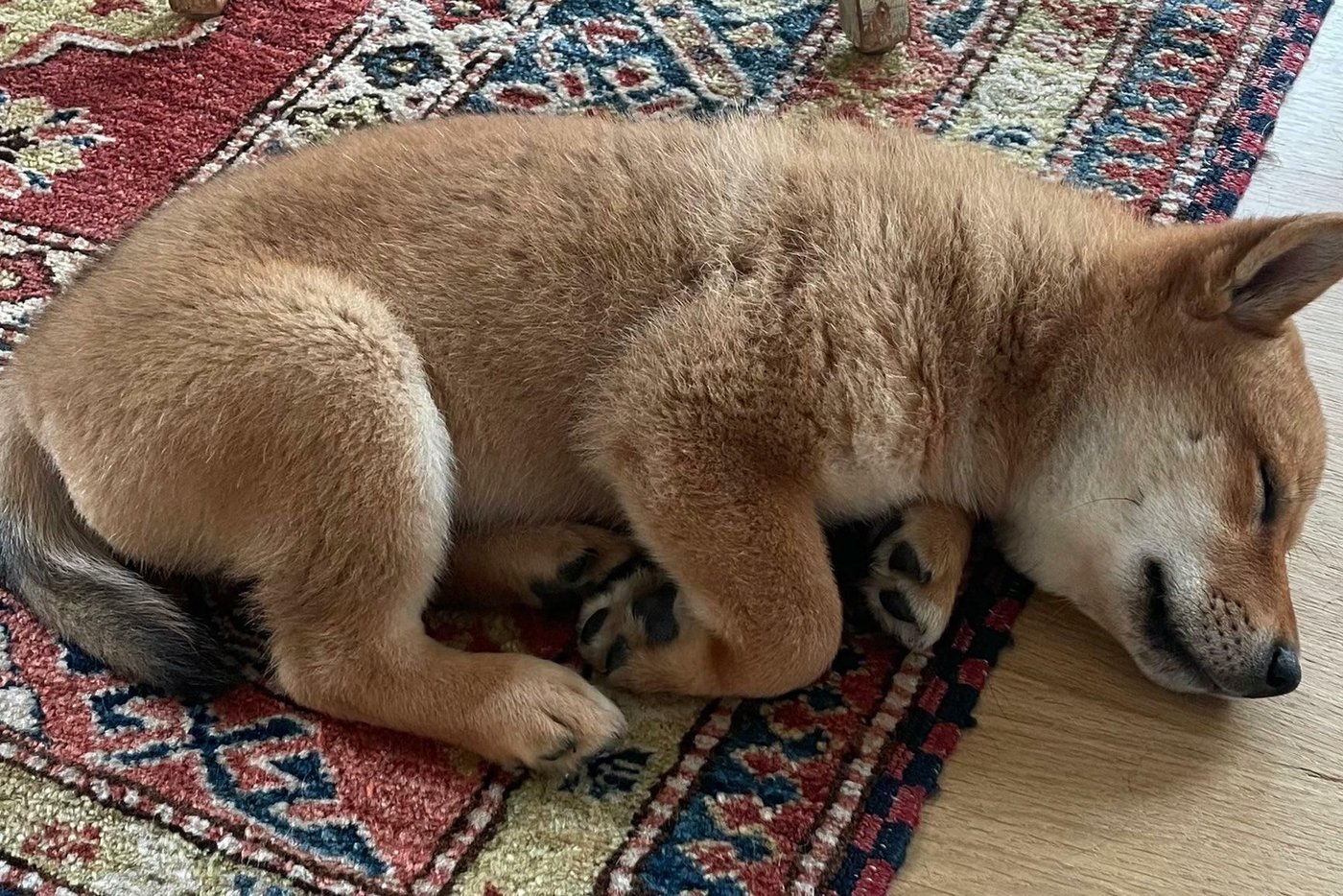Floki Inu: Mit diesem Hundefoto bewegt Elon Musk den Kryptomarkt
